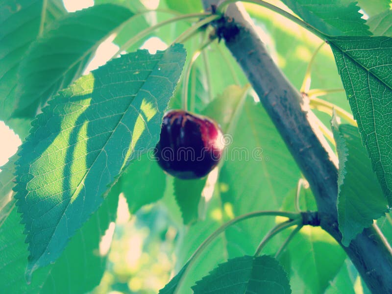 Ripe Sweet Cherry on Tree stock photo. Image of outdoor - 96746440