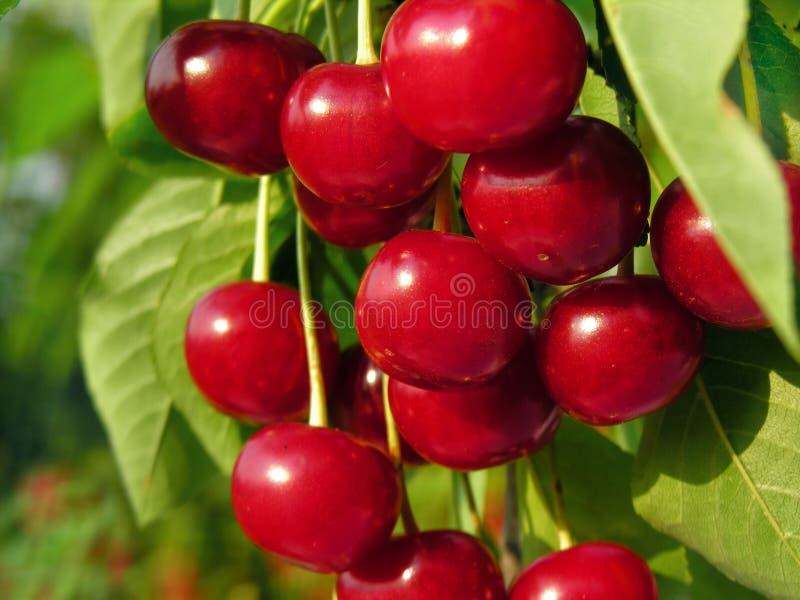 Ripe Sweet Cherry on a Tree Stock Photo - Image of group, organic: 37668046