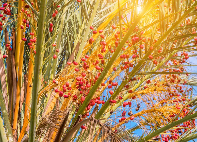 Ripe, sweet dates stock image. Image of tasty, food - 101030893