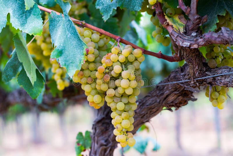 Ripe Sweet Grapes on Tree Branches in Green Foliage of Orchard Stock ...