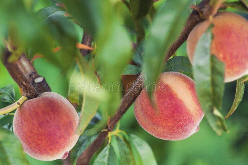 Ripe Sweet Peach Fruits Growing on a Peach Tree Branch Stock Photo ...