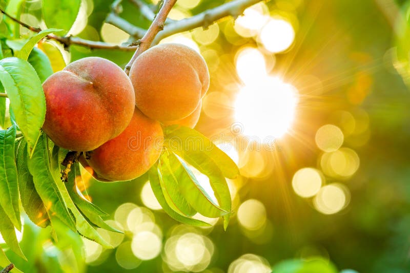 Ripe Peaches on the Tree with Natural Bokeh Sunset Background Stock ...