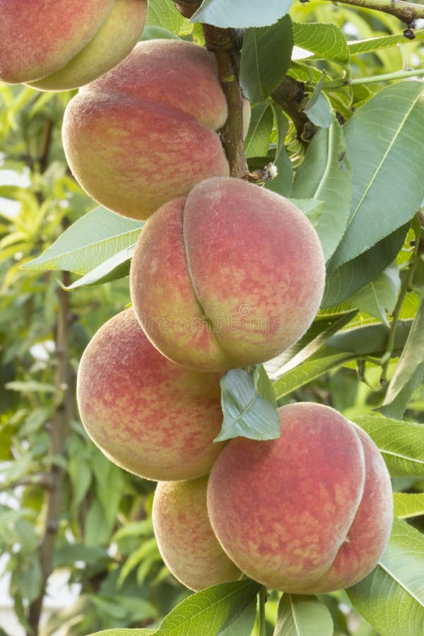 Ripe sweet peach stock image. Image of leaves, healthy - 72400167