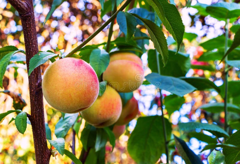 Ripe Sweet Peaches on the Tree in the Orchard. Stock Image - Image of ...