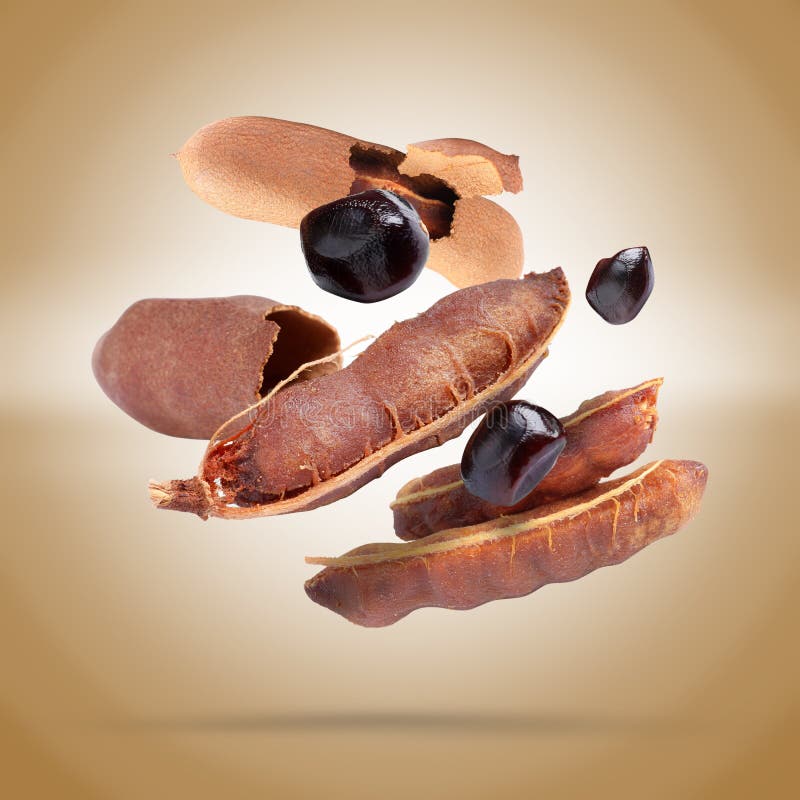 Tamarind Seed Growing Clipart