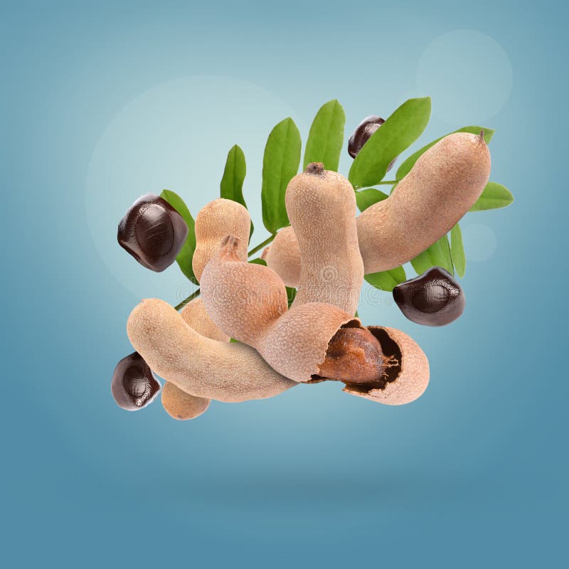 Tamarind Seed Growing Clipart