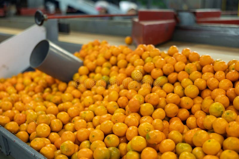 Ripe Tangerines on a Fruit Sorting Production Line. Stock Image - Image ...