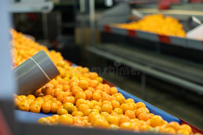 Ripe Tangerines on a Fruit Sorting Production Line. Stock Photo - Image ...