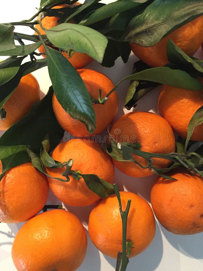 Ripe tangerines stock image. Image of tangerines, twig - 163153145