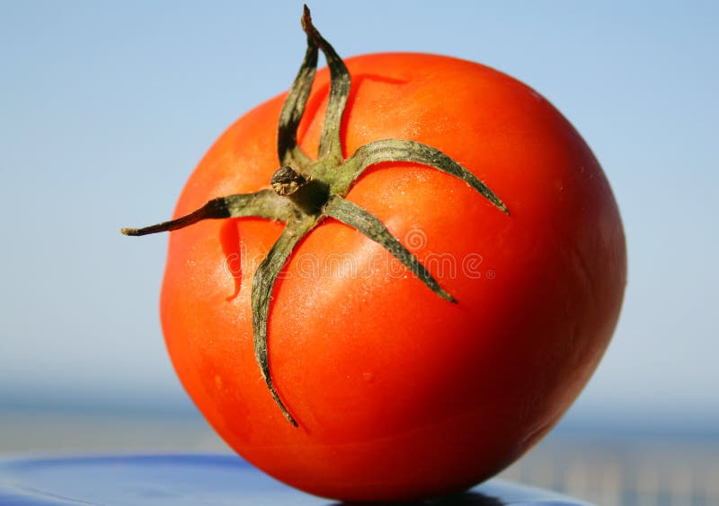 Ripe tomato stock photo. Image of isolated, nutritious - 10646248