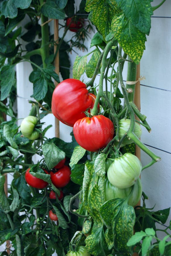 Ripe tomato stock image. Image of organic, growth, summer - 6353825