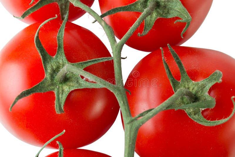 Ripe Tomato Branch Closeup Top View Isolated on White Stock Image ...