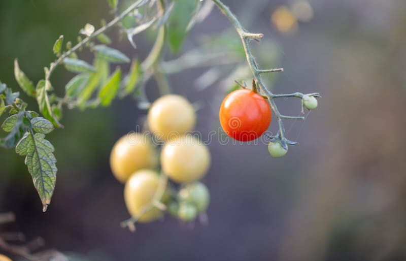 Ripe Tomato Fruits on the Plant. Stock Photo - Image of crop ...
