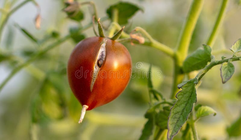 Ripe Tomato Fruits on the Plant. Stock Photo - Image of crop ...