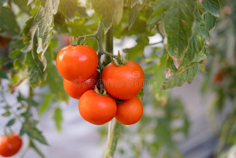 Ripe Tomato Cluster in Greenhouse Stock Image - Image of vegetable ...