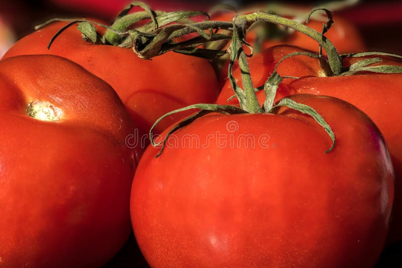 Ripe Tomato Fruits stock photo. Image of juicy, greenhouse - 185408124