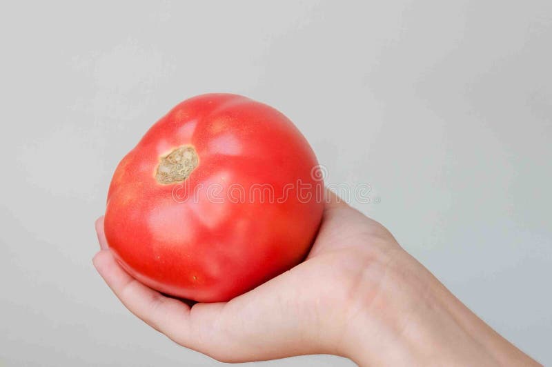 Tomato in hand stock image. Image of leaf, gardener - 130222303