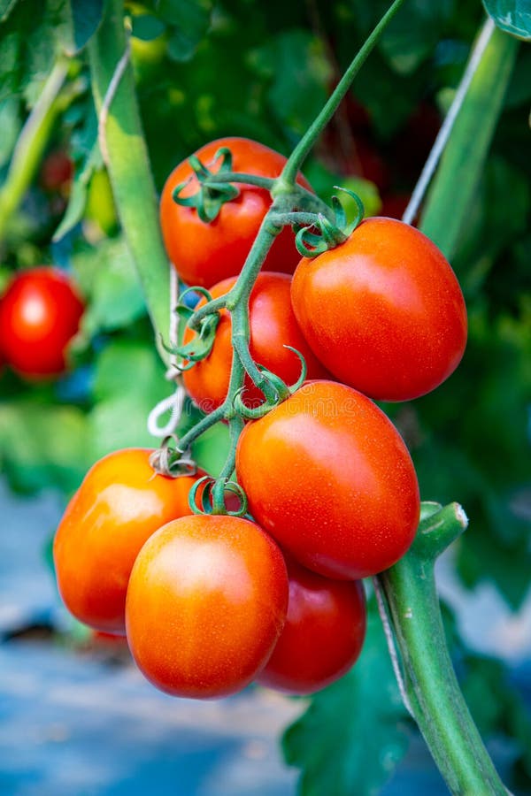 Ripe Tomato Ready To Harvest in Field Stock Image - Image of farming ...