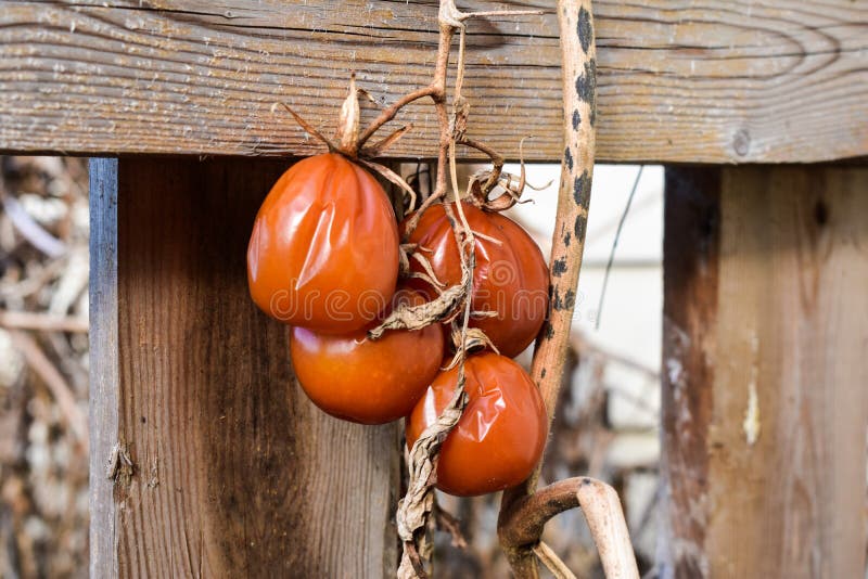 Ripe Tomato Vine stock image. Image of hanging, seasonal - 92361639
