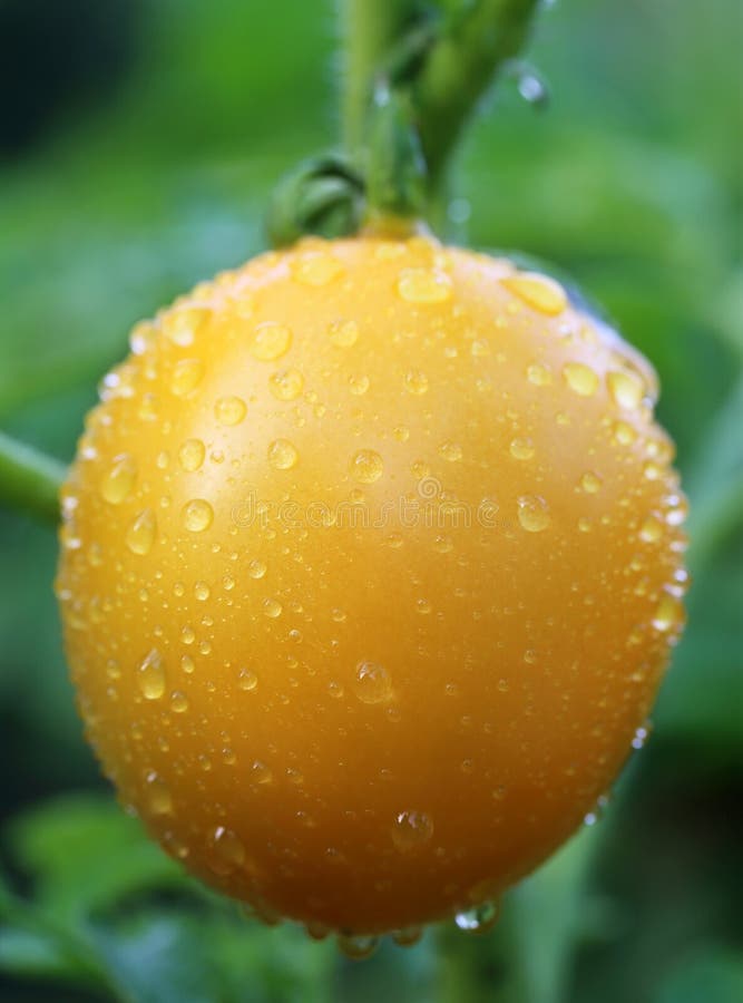 Ripe tomato stock image. Image of vegetarian, food, macro - 40704389