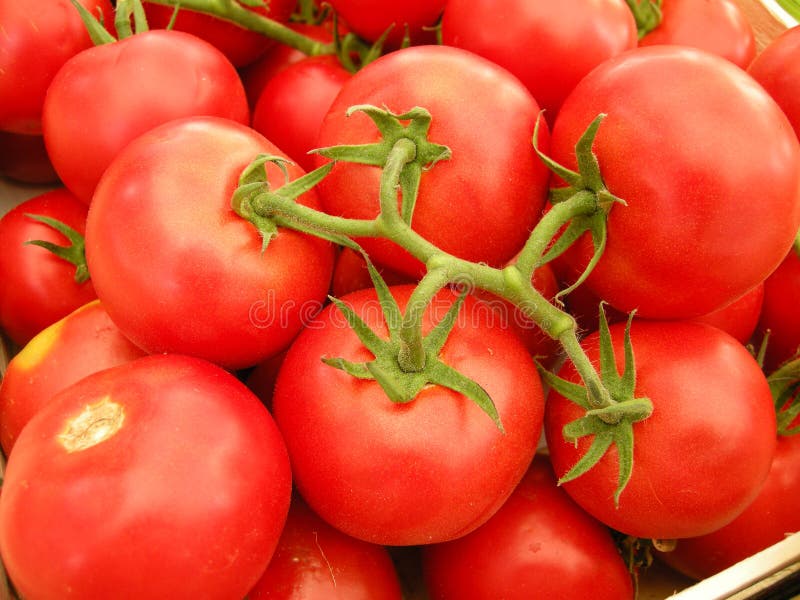 Ripe tomatoes stock photo. Image of details, colorful - 10908226
