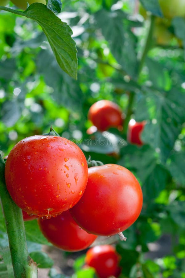 Ripe tomatoes stock image. Image of season, plant, seedling - 20380965