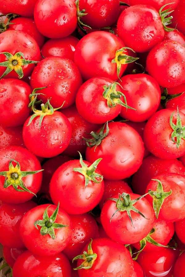 Ripe tomatoes stock image. Image of vegetable, healthy - 26759337