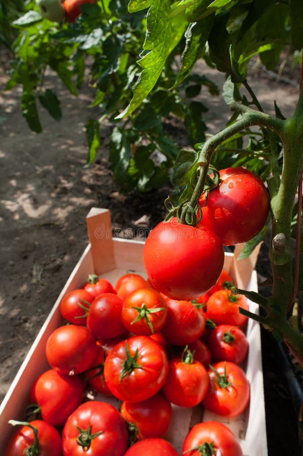 Ripe tomatoes stock image. Image of cultivated, agriculture - 29242231
