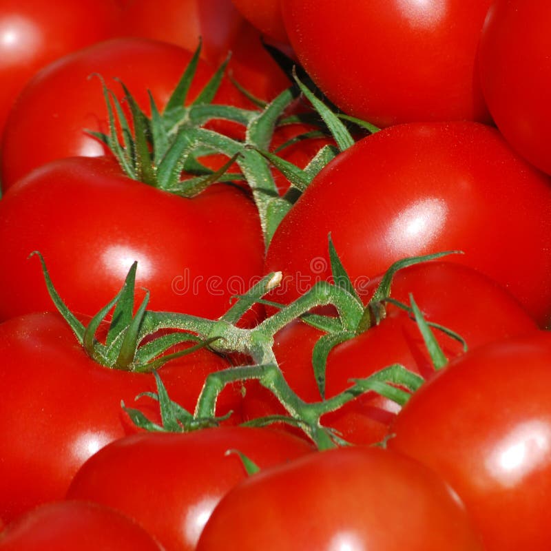 Ripe tomatoes stock photo. Image of nature, stalk, ingredient - 6922884