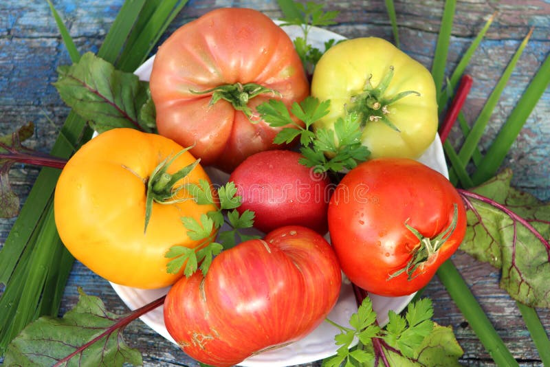Ripe Tomatoes of Different Colors and Varieties Stock Photo - Image of ...