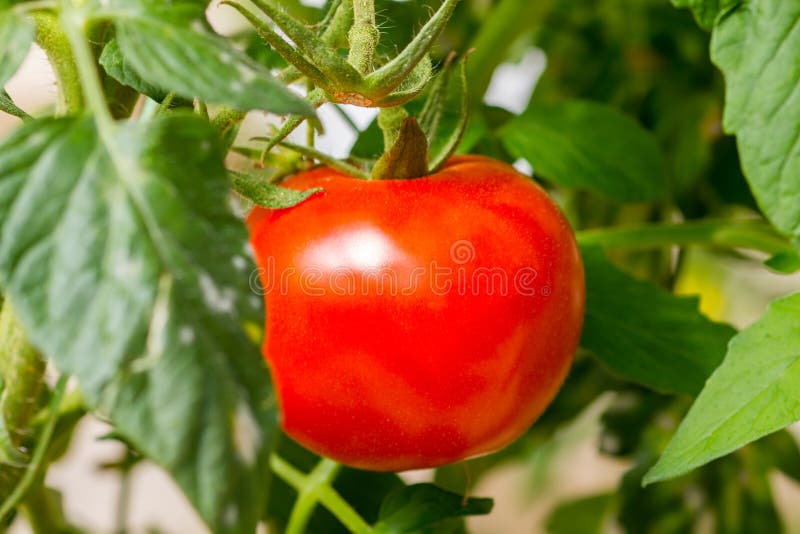 Ripe tomatoes stock photo. Image of fruit, nature, food - 56272504