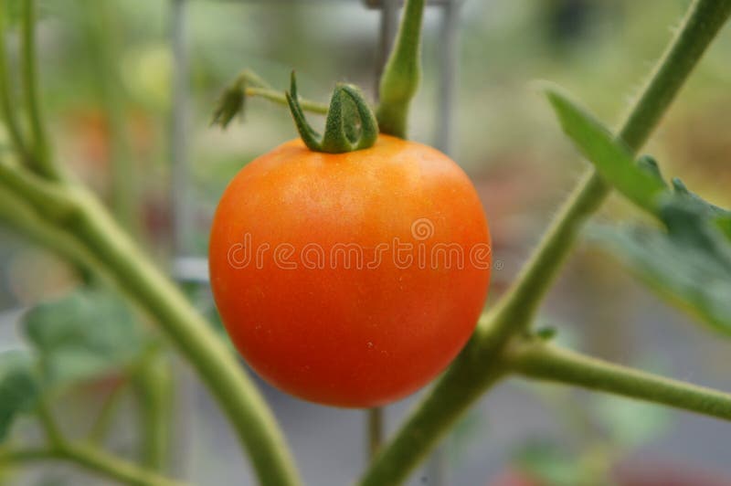 Ripe Tomatoes Fruit on the Tree. Stock Image - Image of diet ...