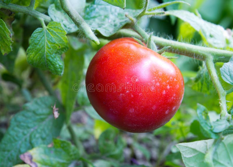 Ripe tomatoes stock photo. Image of growth, gardening - 30138556