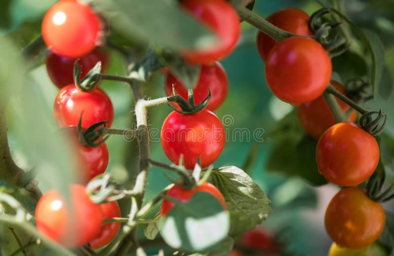 Ripe tomatoes in garden stock photo. Image of cultivated - 126556754