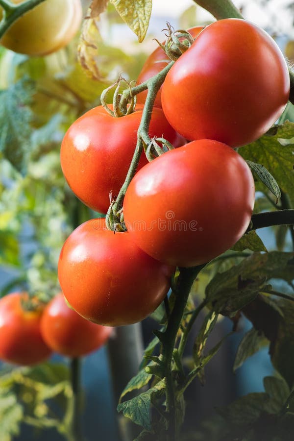 Ripe tomatoes stock image. Image of branch, closeup, food - 18803673