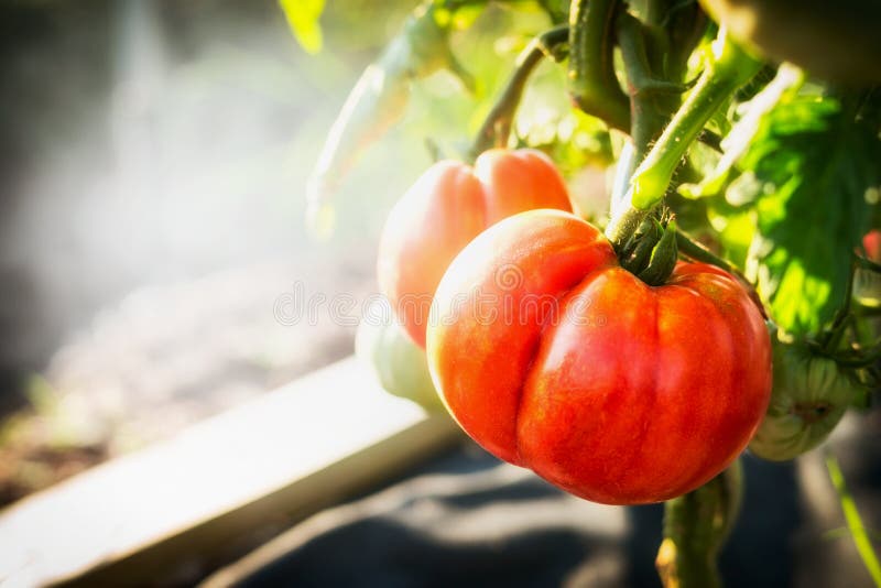 Ripe Tomatoes Plant in Garden Stock Photo - Image of summer, green ...
