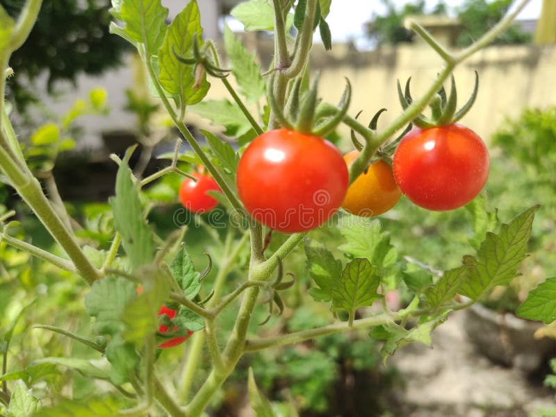 Ripe Tomatoes Still Hanging from the Branches Stock Image - Image of ...