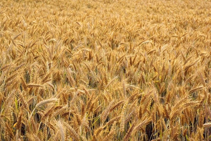 Ripe triticale field stock image. Image of receding, wheat - 6419047