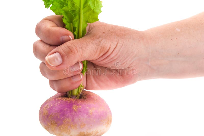 Ripe turnip stock image. Image of close, natural, concept - 53118061