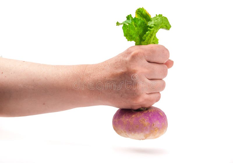 Ripe turnip stock image. Image of healthy, freshness - 53136647
