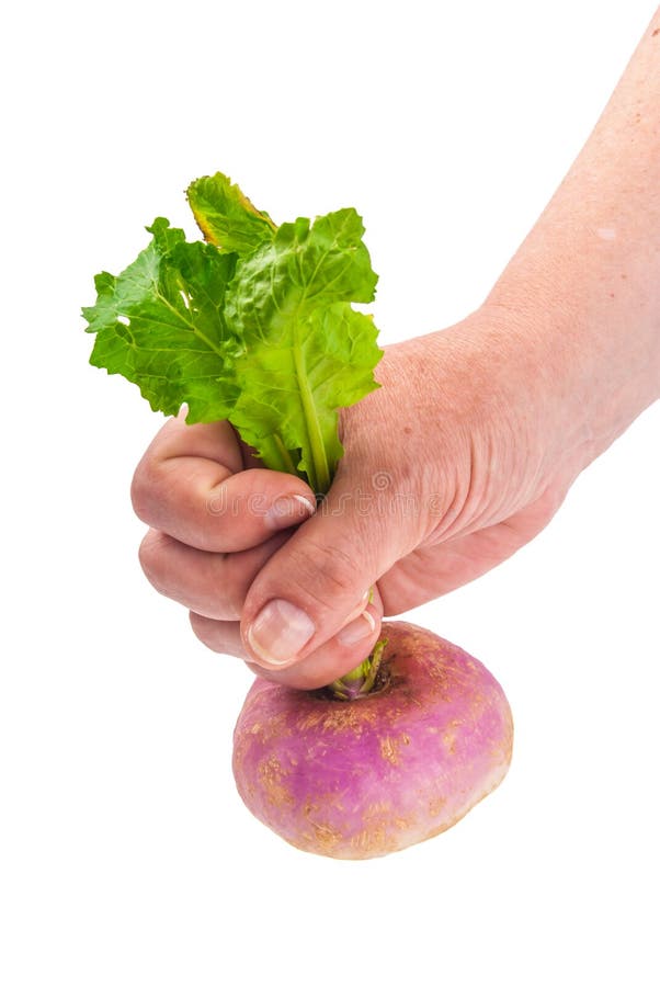 Ripe turnip stock image. Image of garden, cooking, dinner - 53137977
