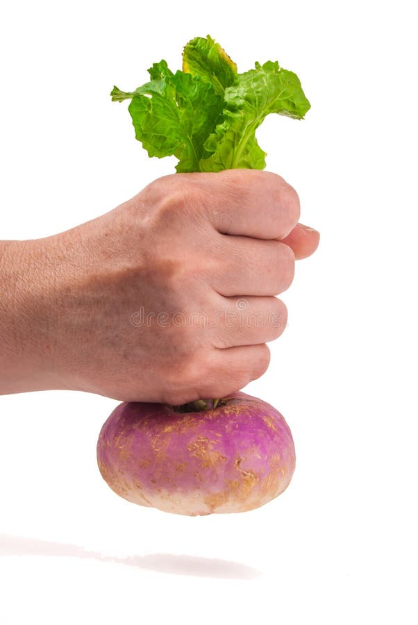 Ripe turnip stock image. Image of dinner, nature, delicious - 53138059