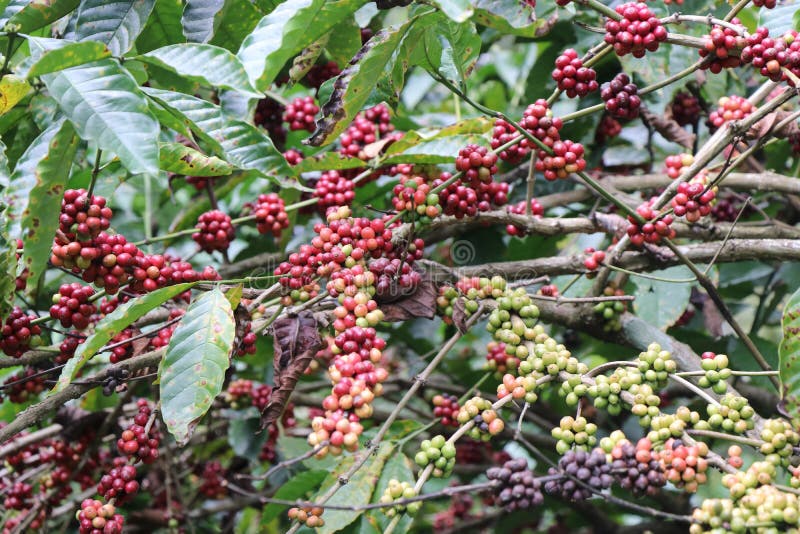 Ripe and Unripe Coffee Berries on Robusta Coffee Branches. Branch Full ...