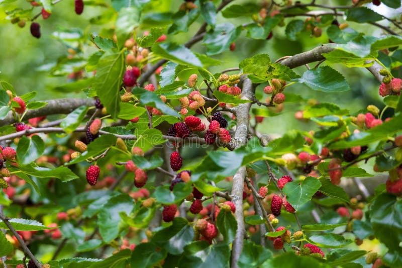 Ripe and Unripe Fruit of the Mulberry Tree Stock Photo - Image of tasty ...
