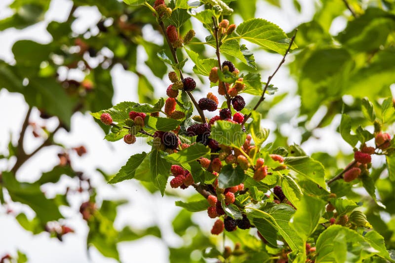 Ripe and Unripe Fruit of the Mulberry Tree Stock Photo - Image of ...