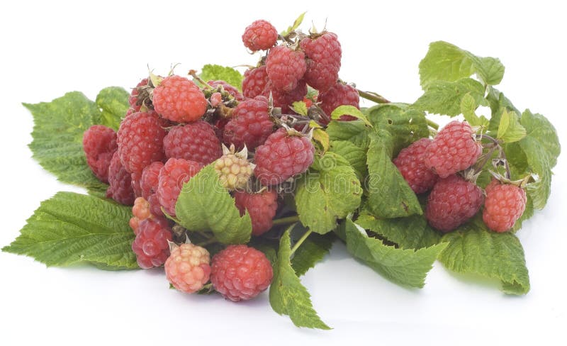 Ripe and Unripe Raspberry on Branches Stock Photo - Image of garden ...