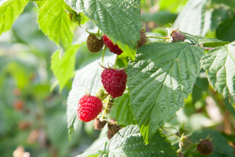 Ripe And Unripe Raspberry And Small Working Bee In The Fruit Garden