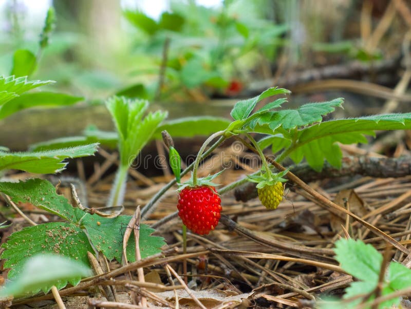 Ripe and unripe strawberry stock photo. Image of food - 34414986