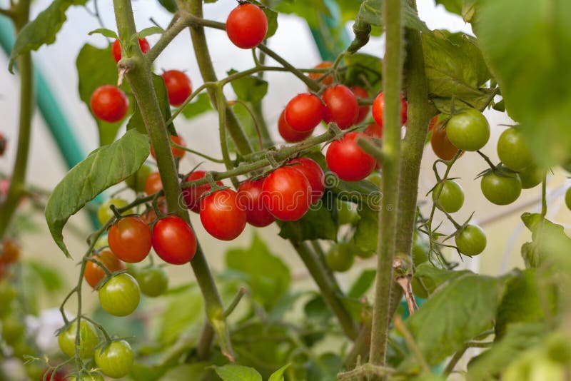 Ripe and Unripe Tomato on a Branch Stock Image - Image of diet, bunch ...