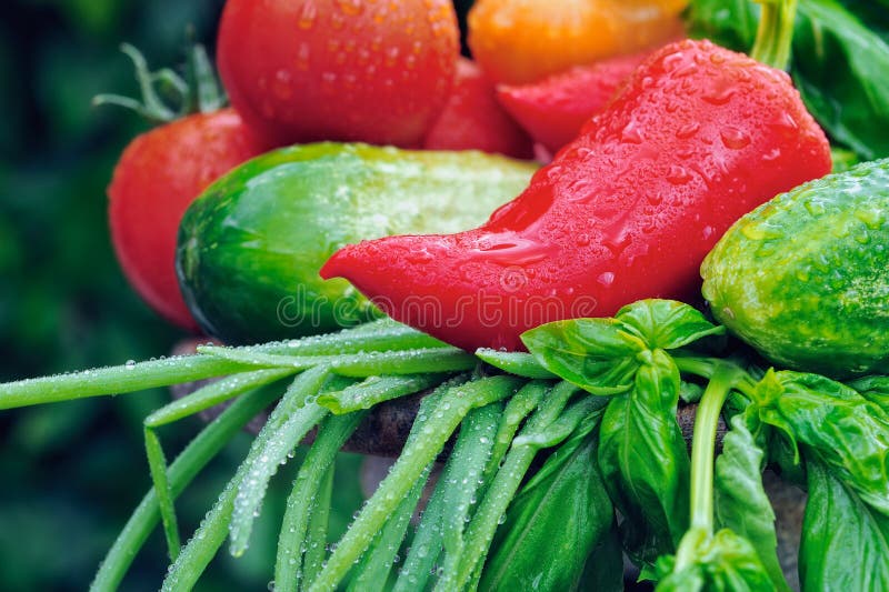 Ripe Vegetables stock photo. Image of market, lettuce - 26768370